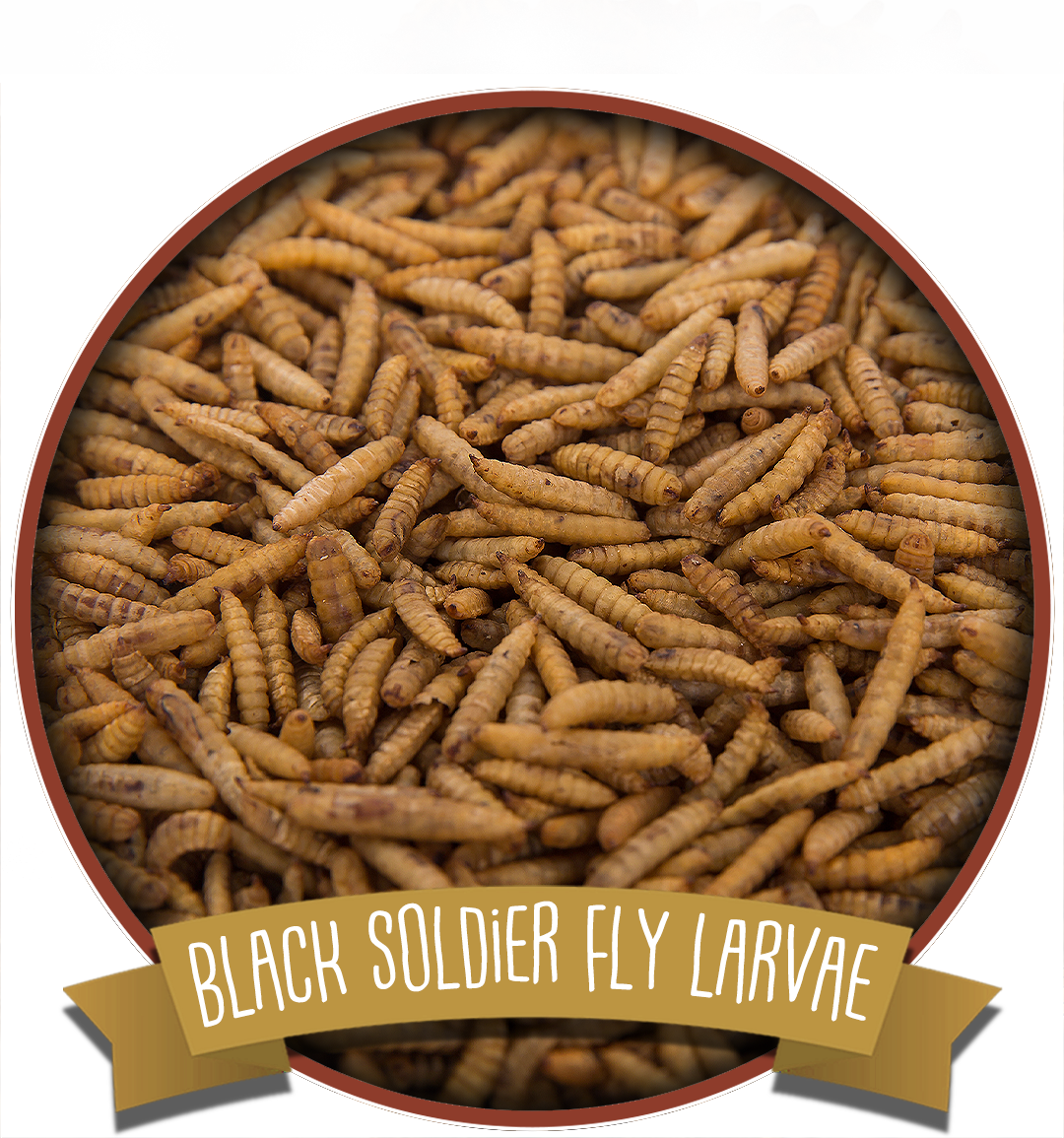 Black Soldier Fly Larvae – Chubby Mealworms US Wholesale